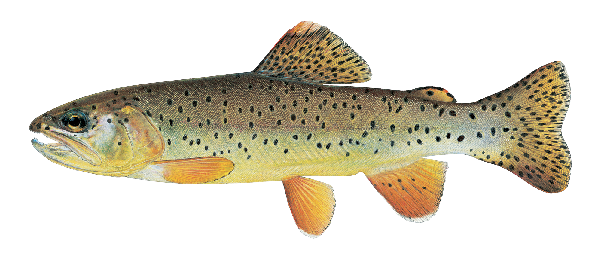 Arizona | Trout Unlimited Priority Waters