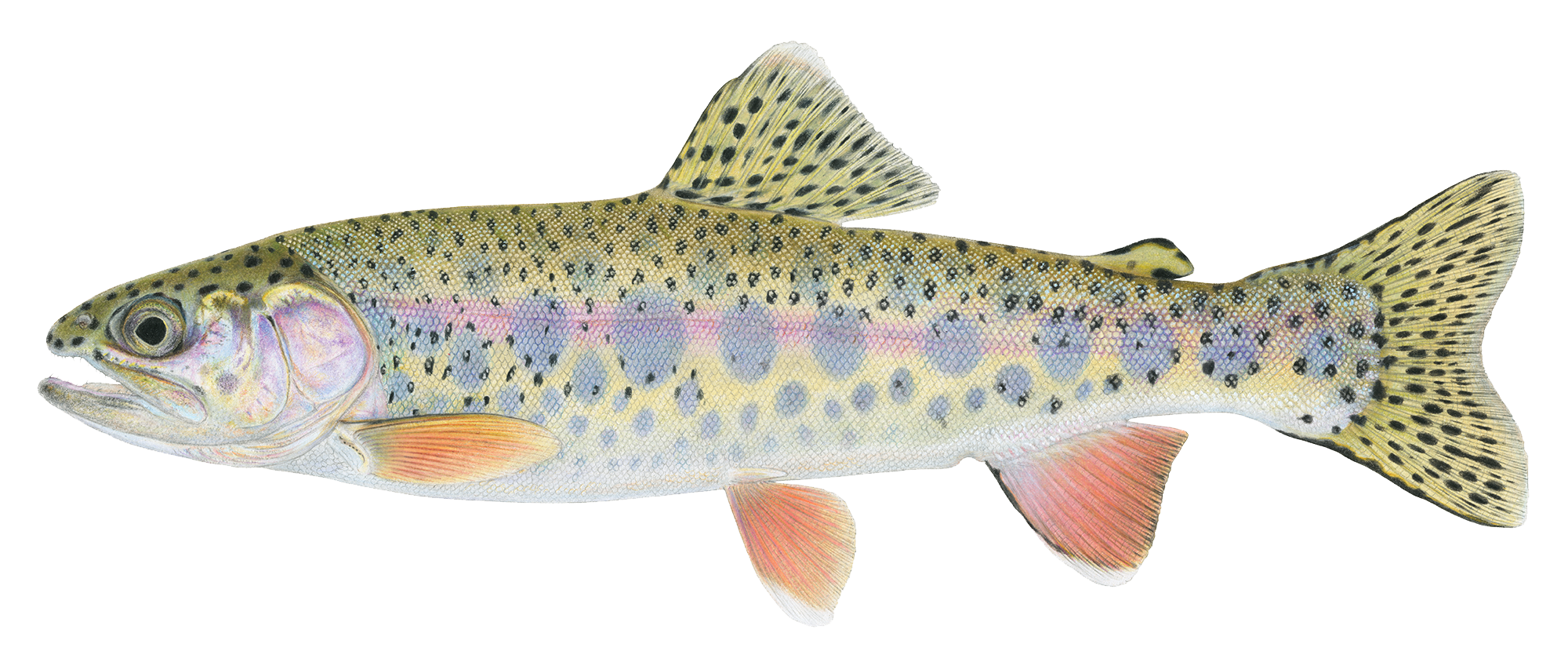 California | Trout Unlimited Priority Waters