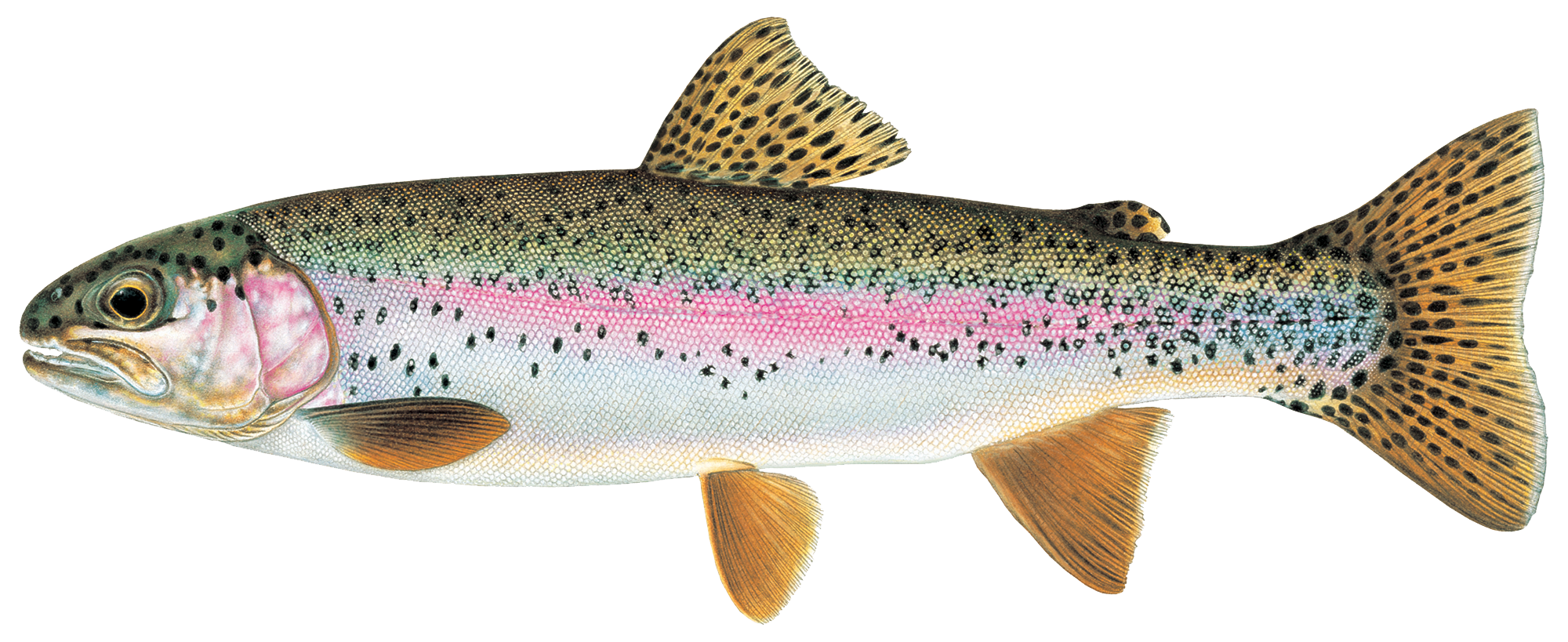 Wisconsin | Trout Unlimited Priority Waters