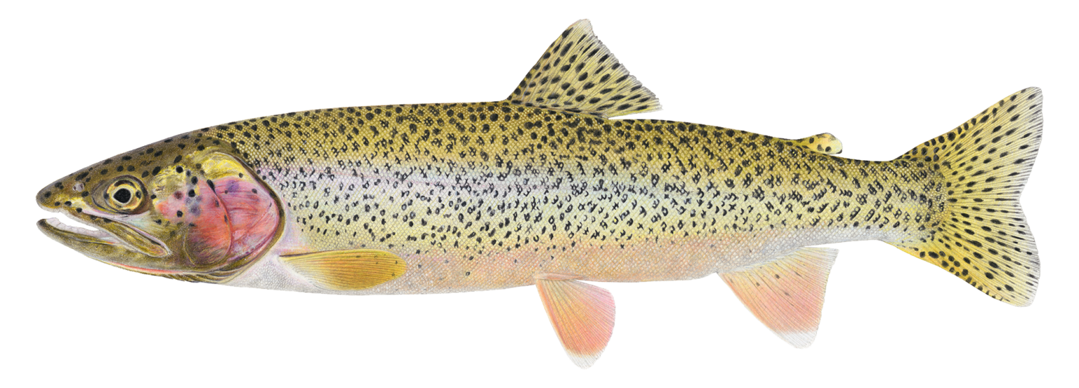 Alaska | Trout Unlimited Priority Waters