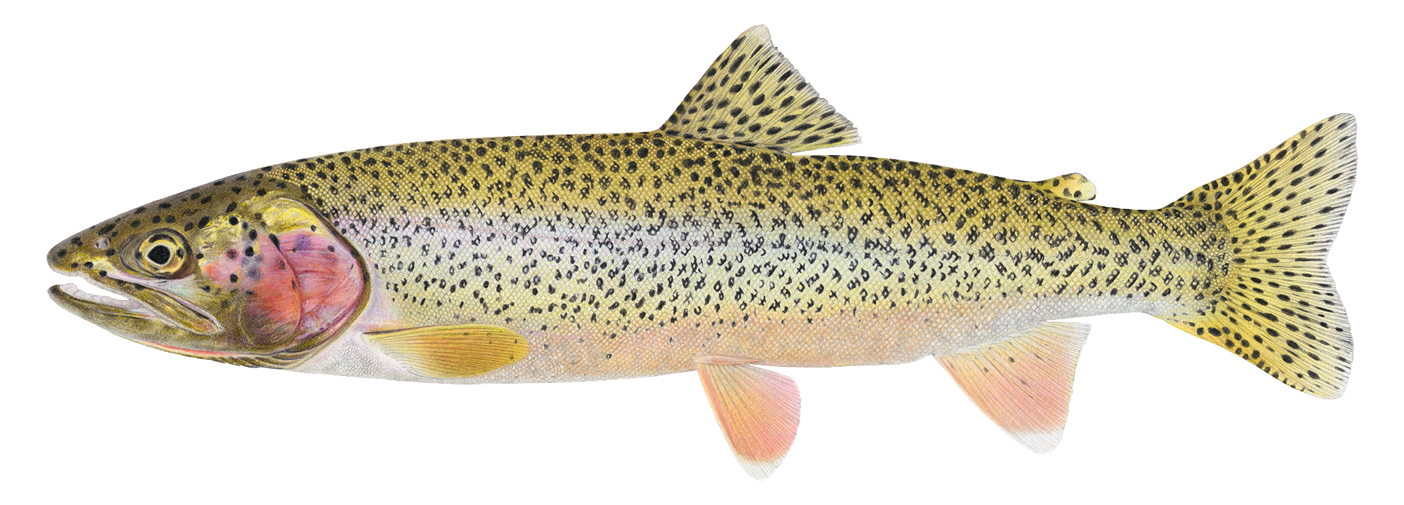 Washington | Trout Unlimited Priority Waters