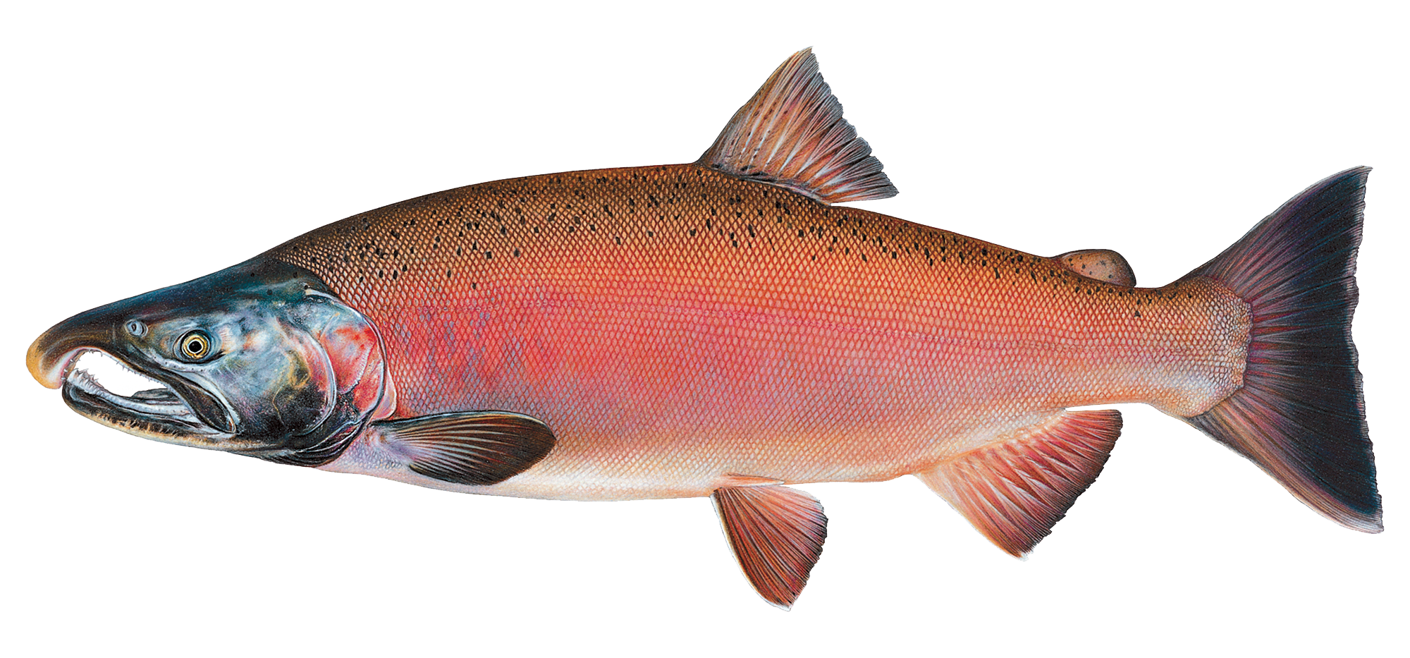California | Trout Unlimited Priority Waters