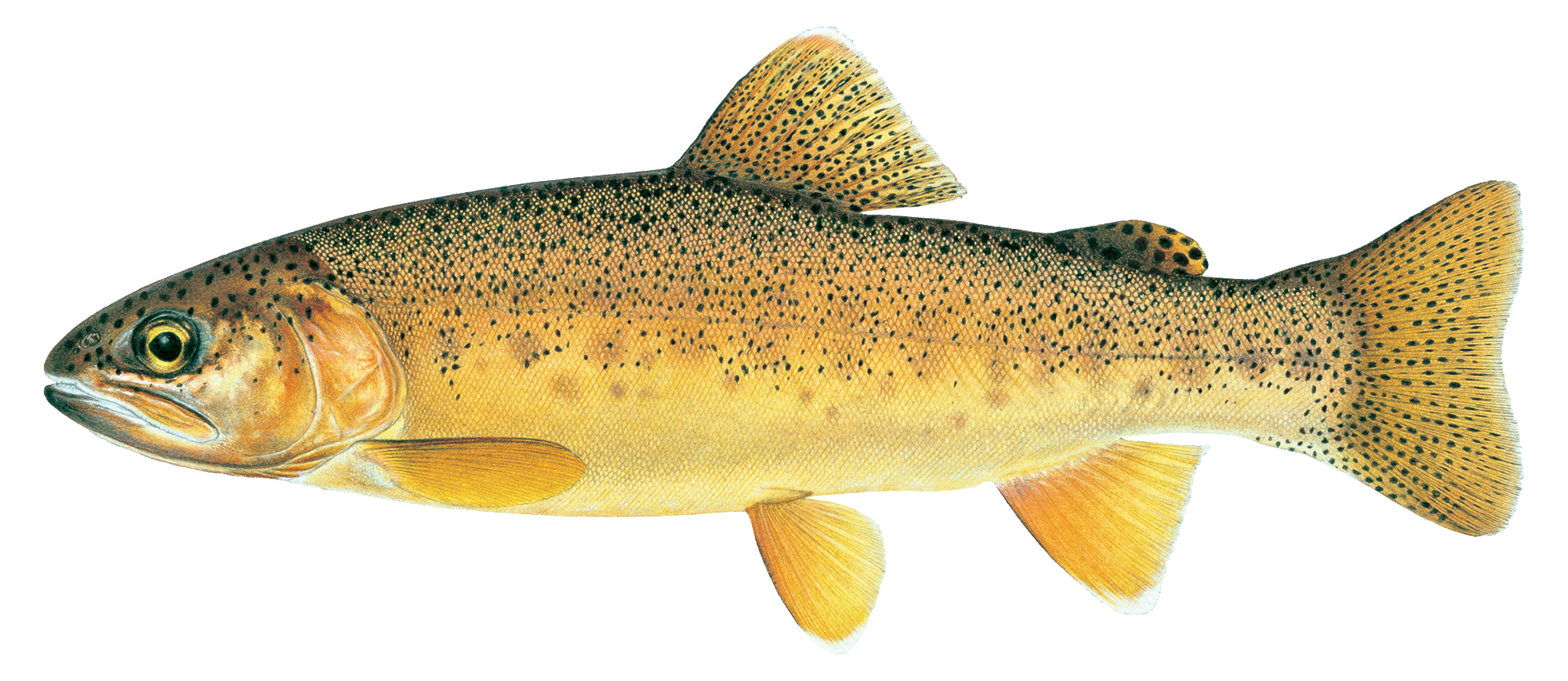 Arizona | Trout Unlimited Priority Waters