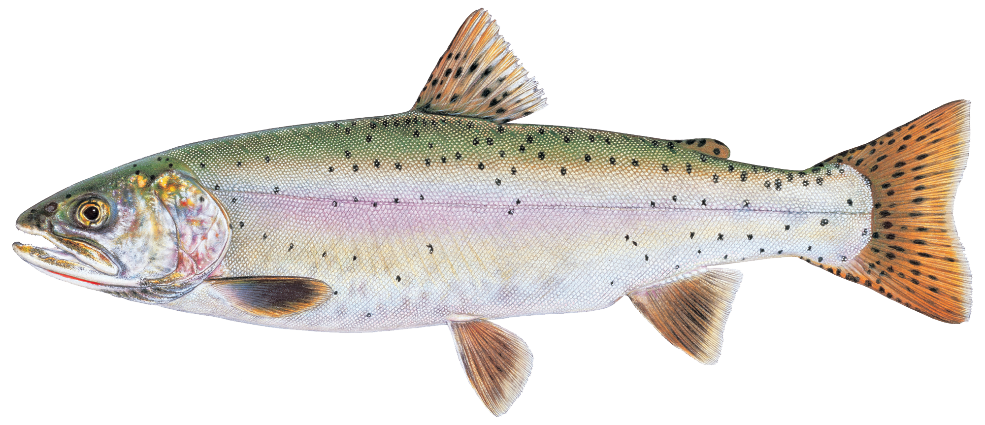 California | Trout Unlimited Priority Waters