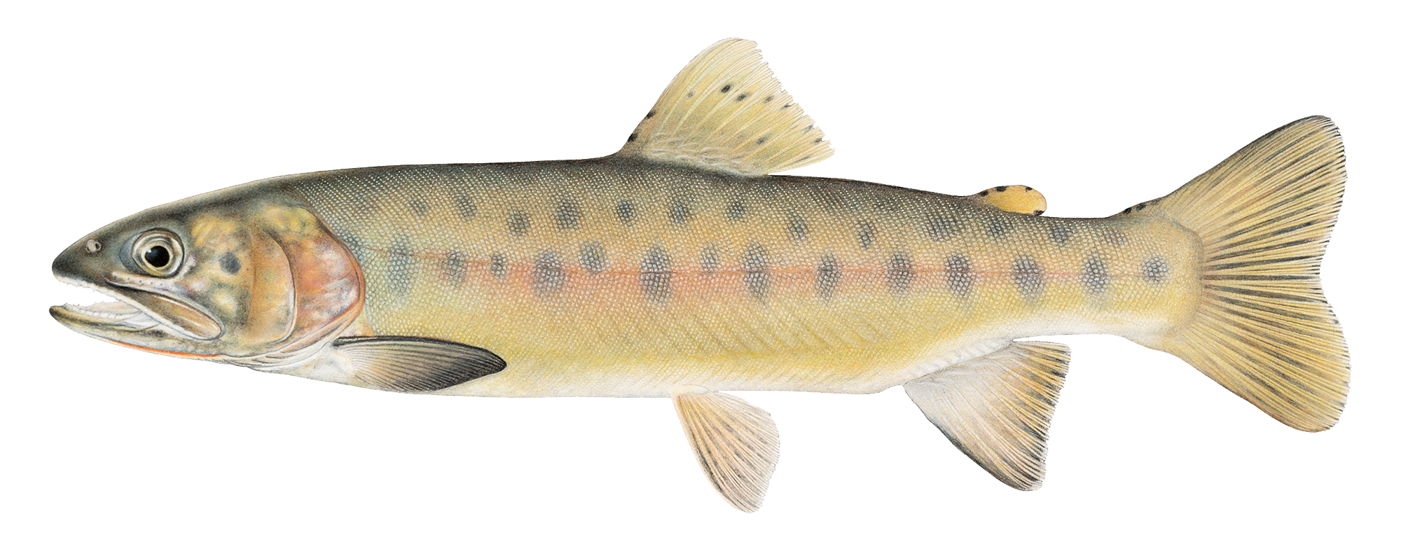 California | Trout Unlimited Priority Waters