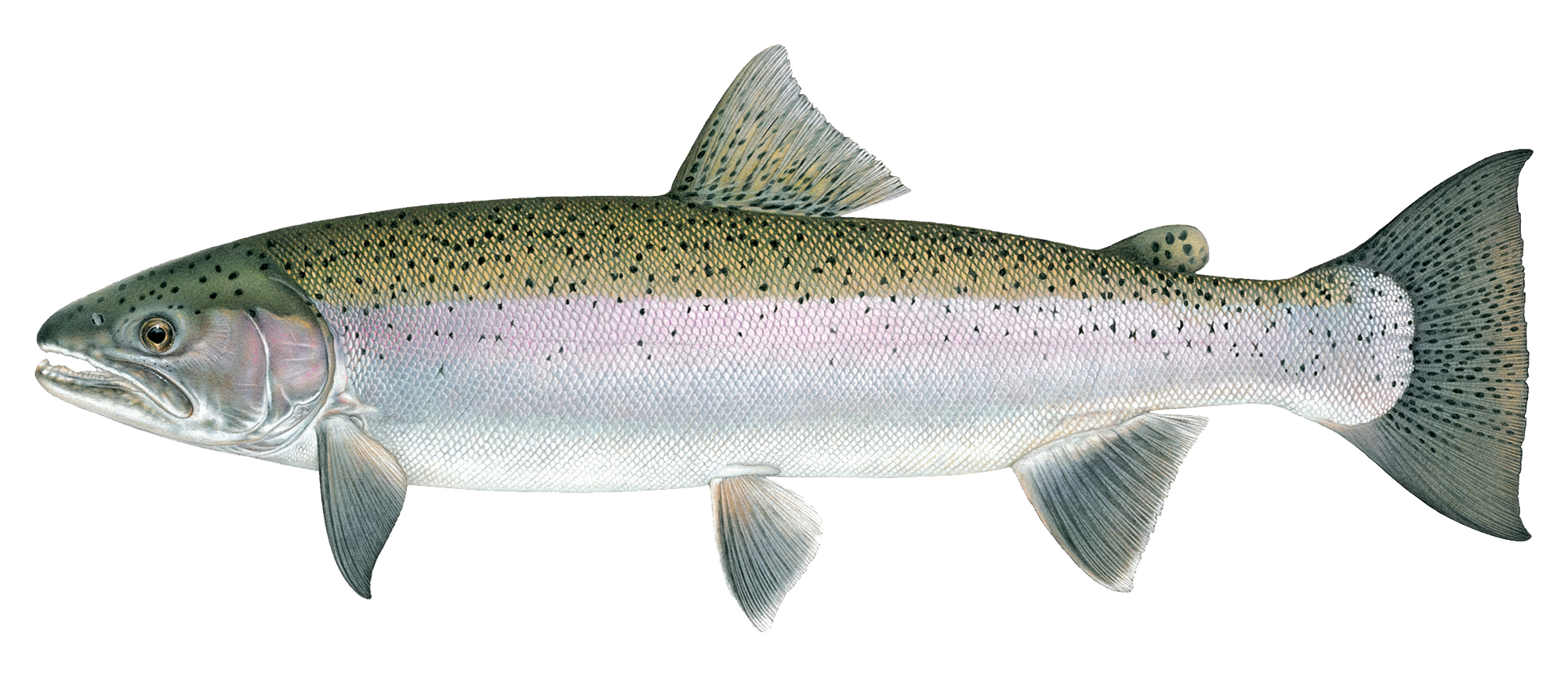 Washington | Trout Unlimited Priority Waters