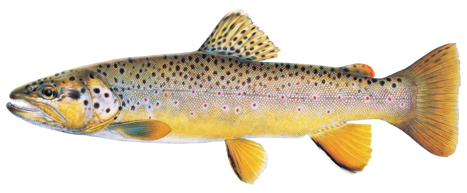 Michigan | Trout Unlimited Priority Waters