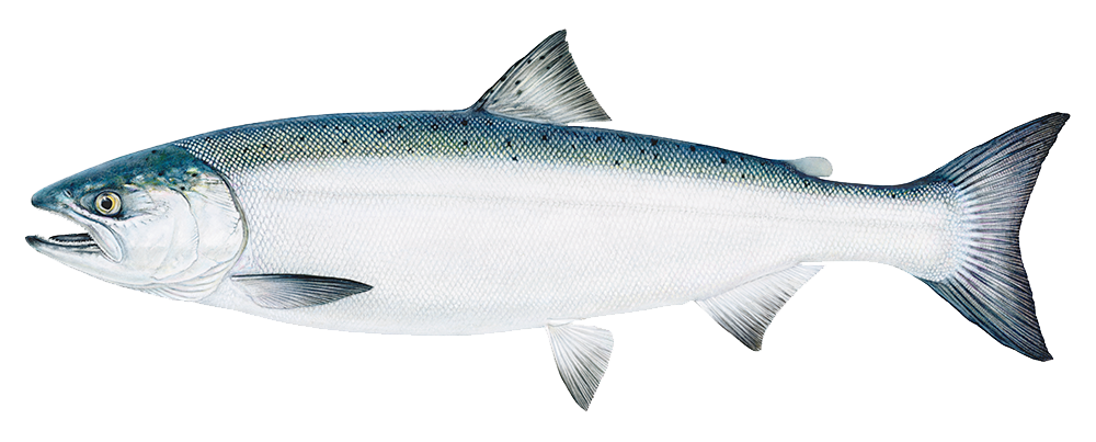 Washington | Trout Unlimited Priority Waters